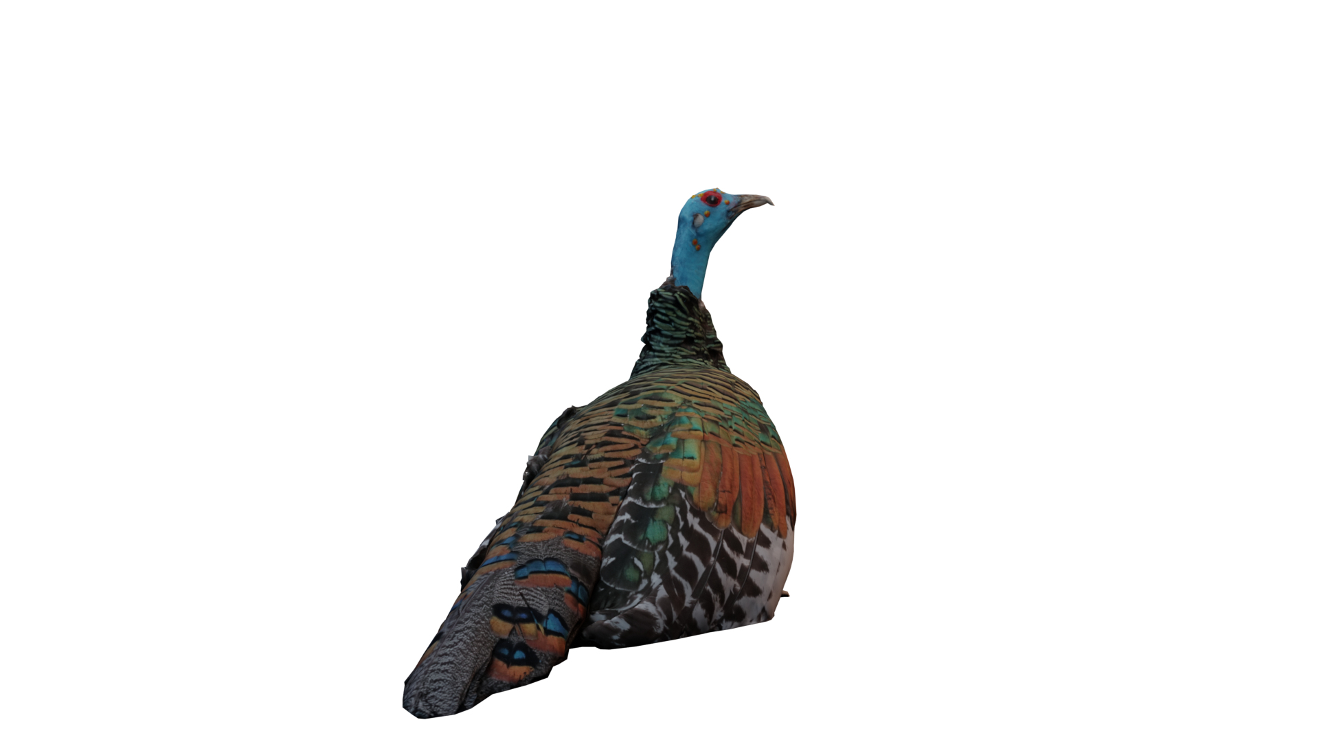 3D turkey model - TurboSquid 1767710