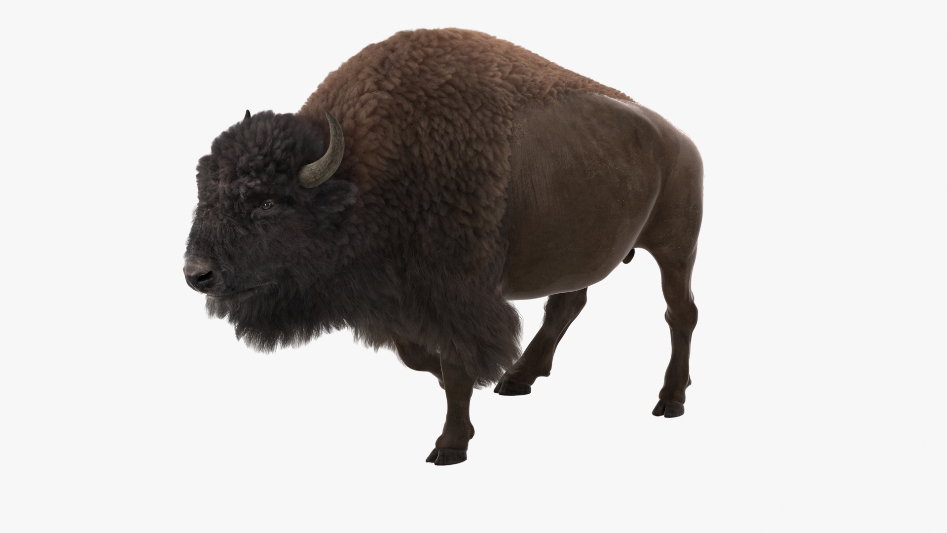 Walking American Bison With Fur 3D Model - TurboSquid 2131121
