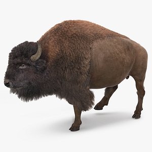 3D Buffalo Models | TurboSquid