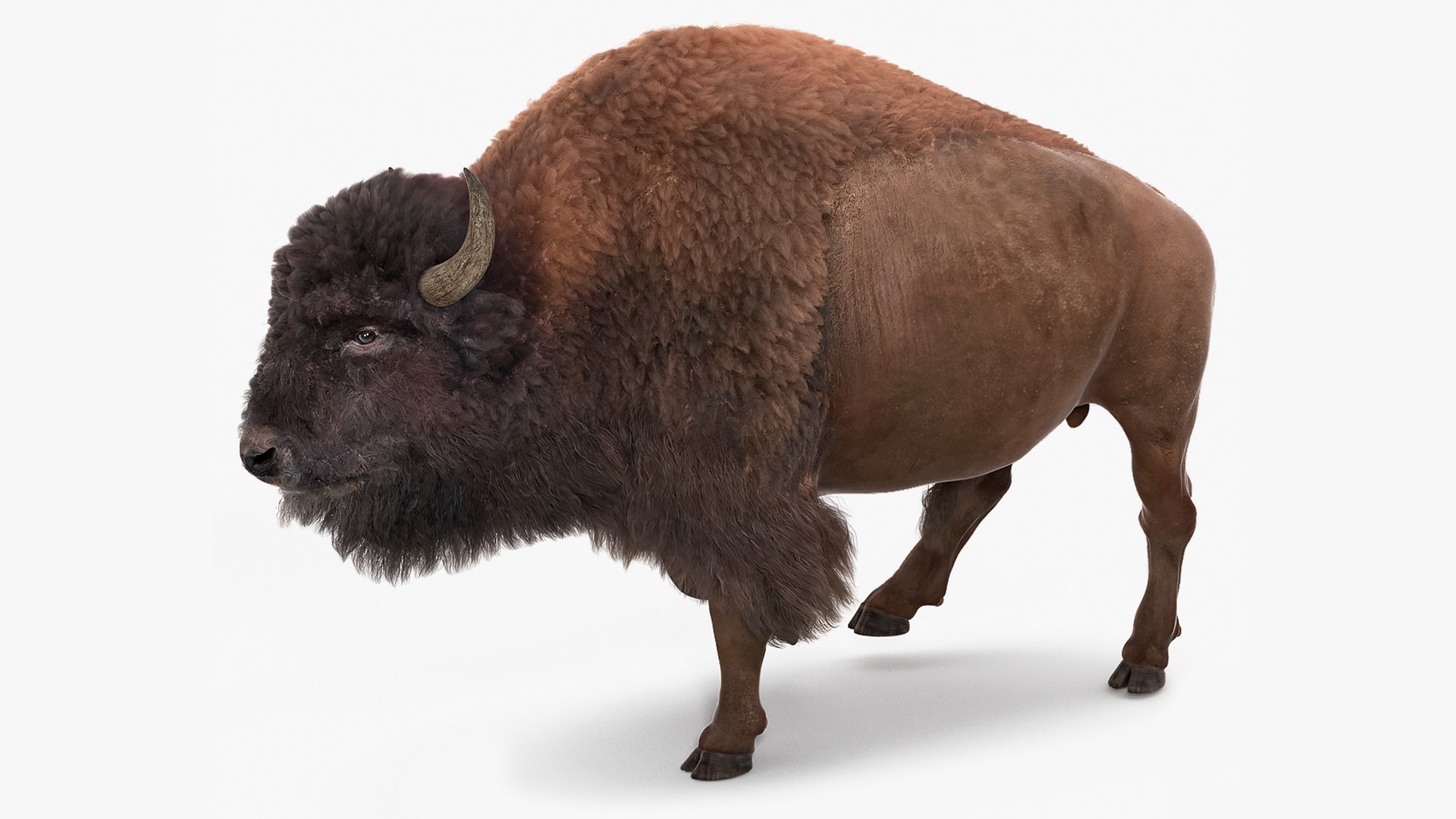 Walking American Bison with Fur 3D model - TurboSquid 2131121
