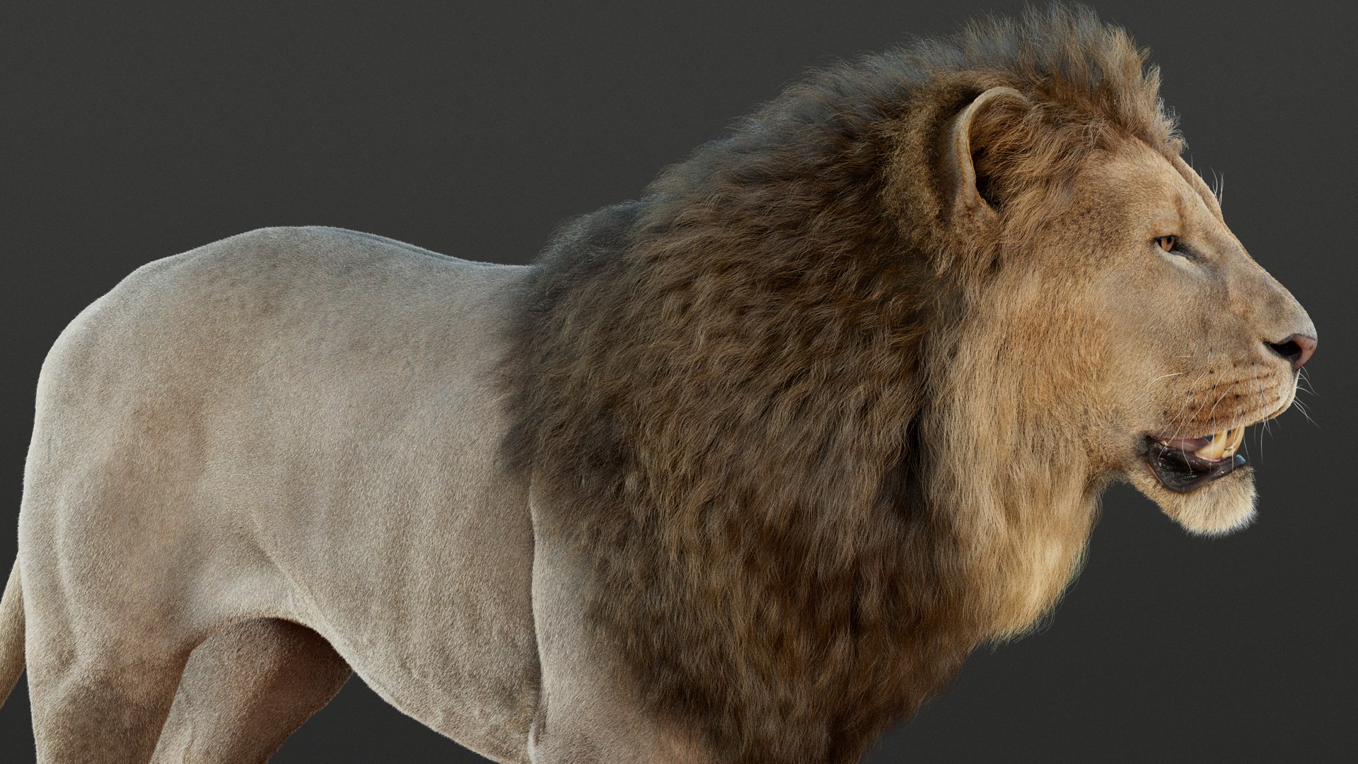 3D Lion 2025 RIG Xgen-Core Model - TurboSquid 2457125