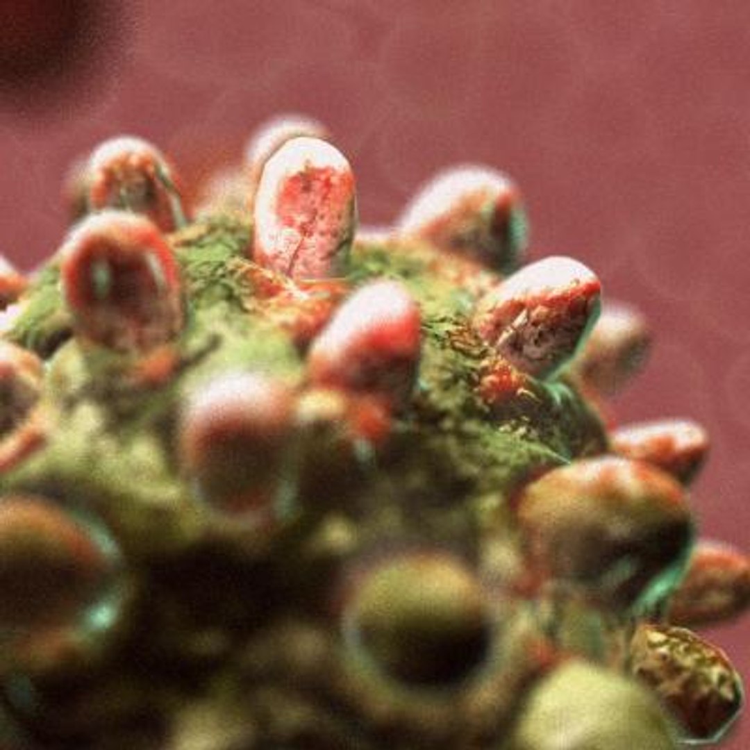 3d Hepatitis B Virus Model