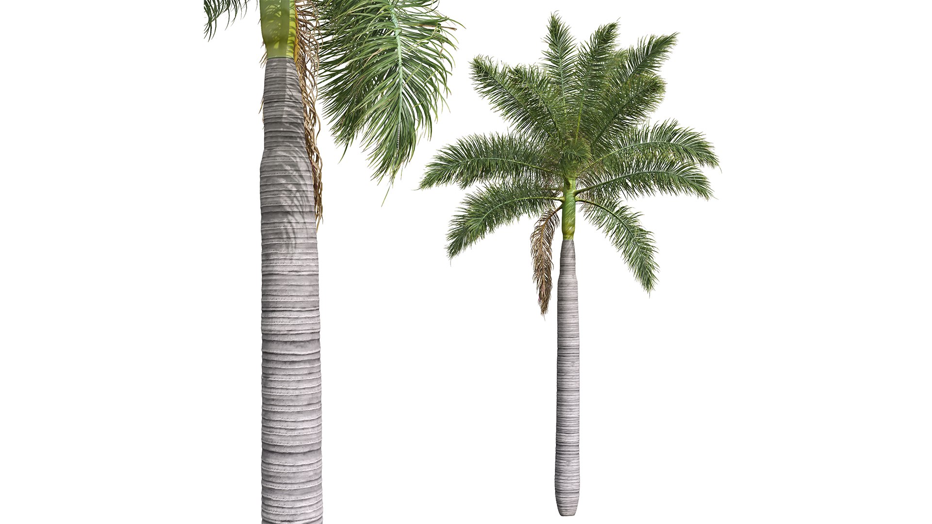 3D New Plant High Detail Roystonea Regia Medium - TurboSquid 2201301