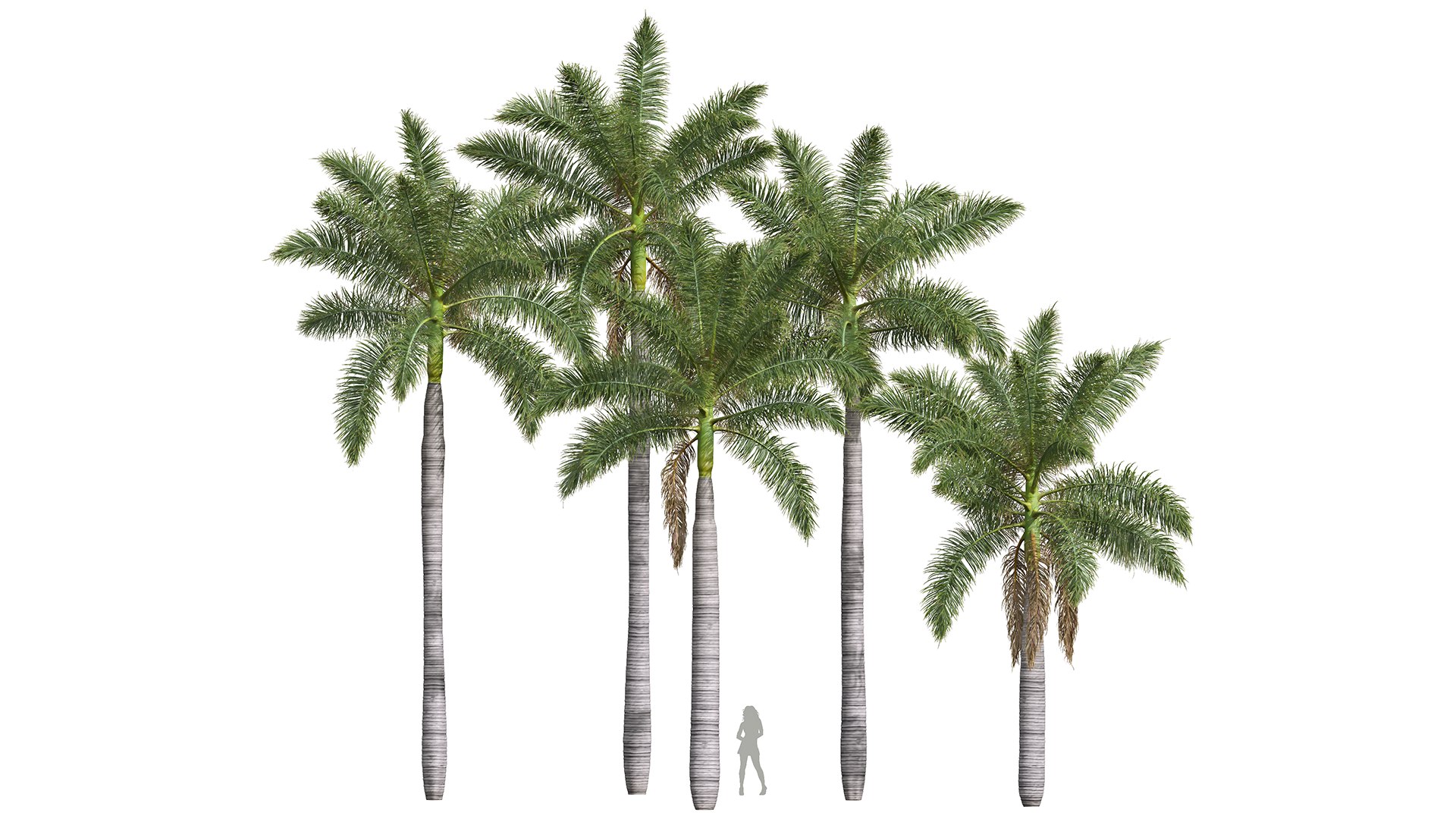 3D New Plant High Detail Roystonea Regia Medium - TurboSquid 2201301