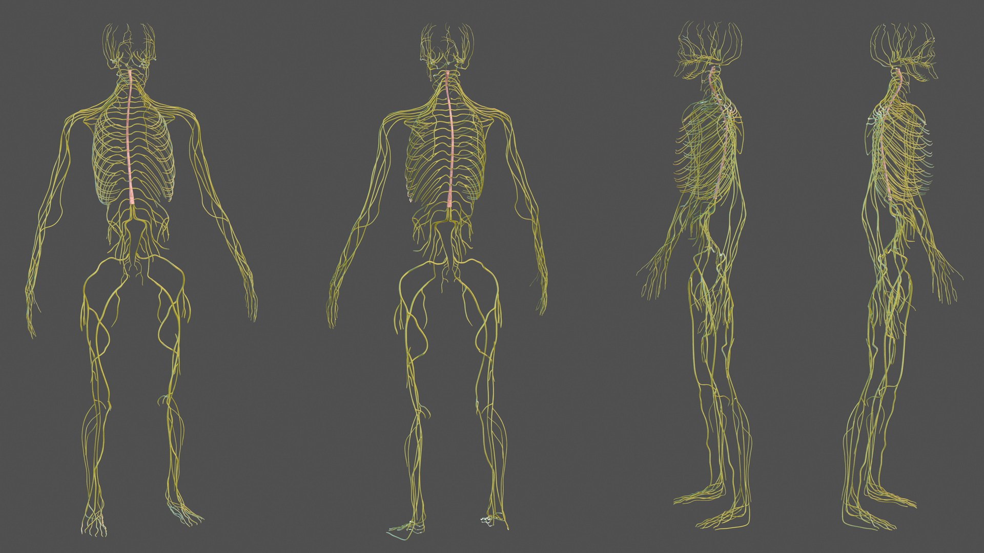 3D male nervous body - TurboSquid 1458135