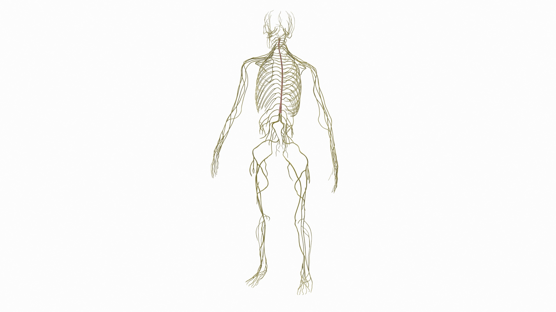 3D Male Nervous Body - TurboSquid 1458135