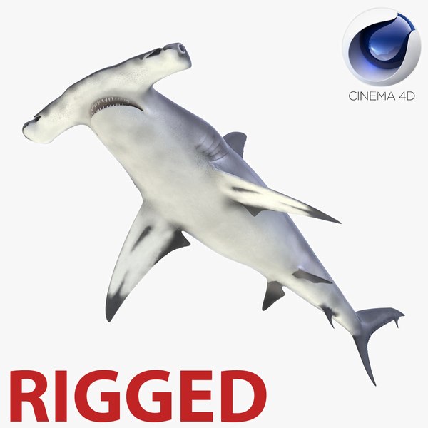 Shark Head 3D Models for Download | TurboSquid
