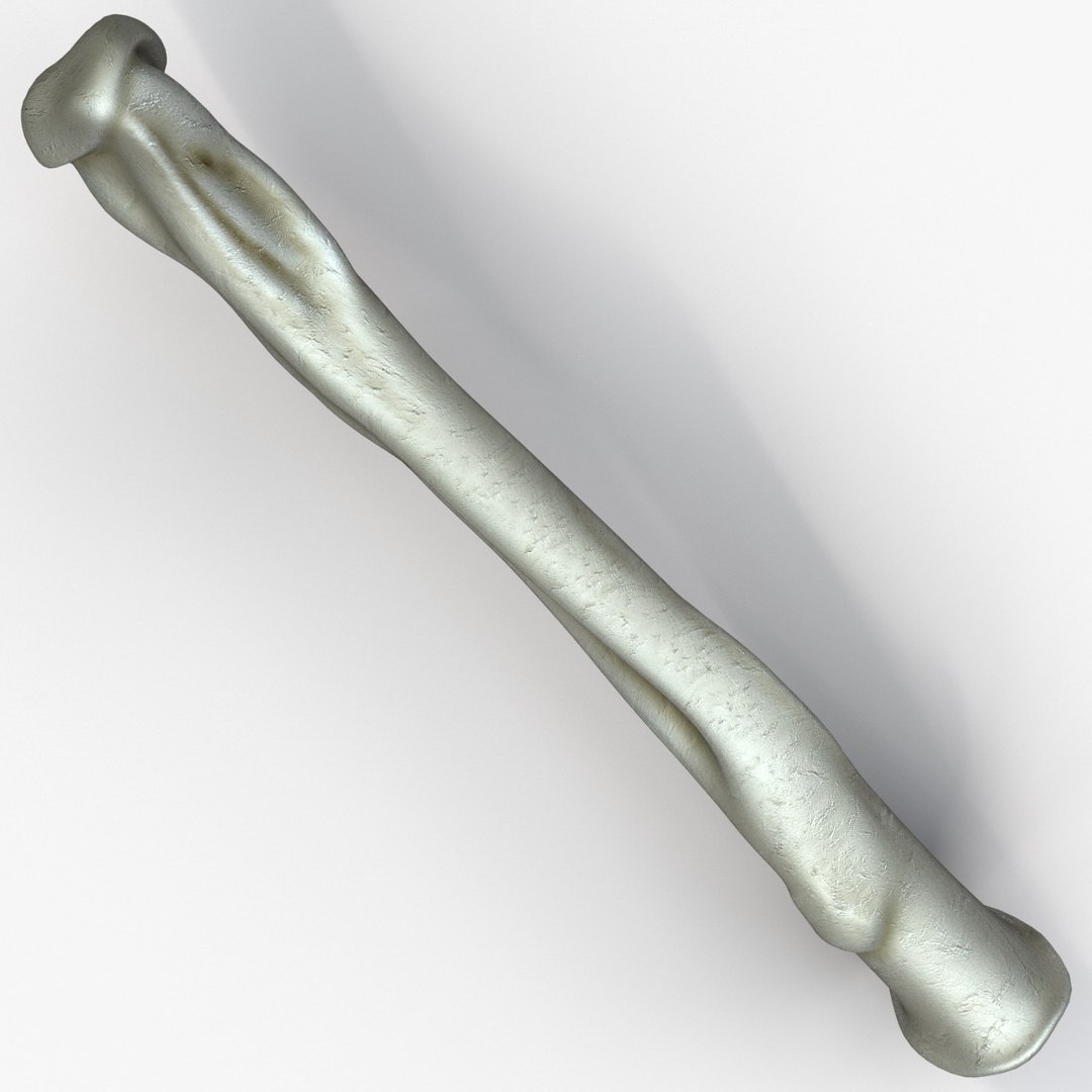 3d Clavicle Bone