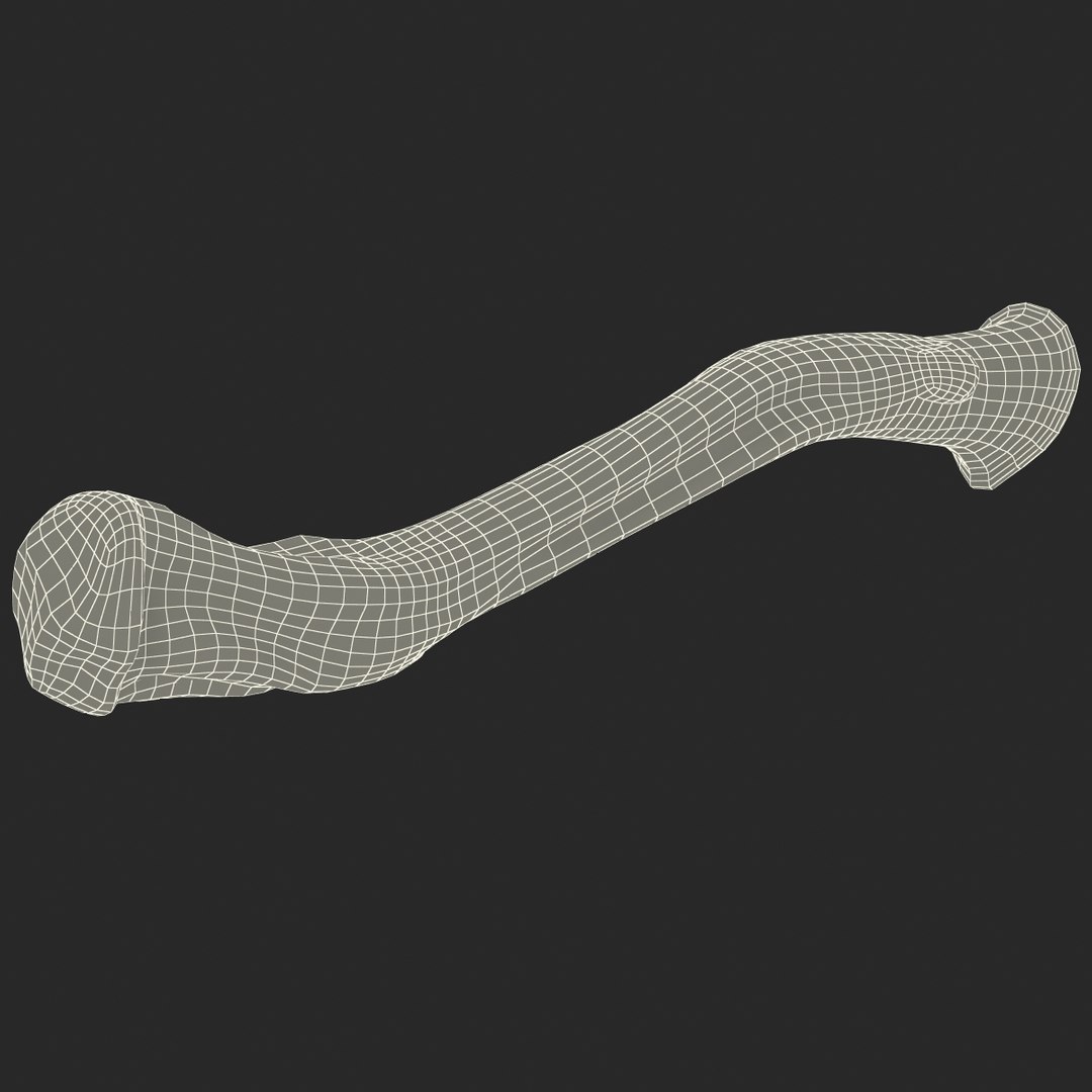 3d Clavicle Bone
