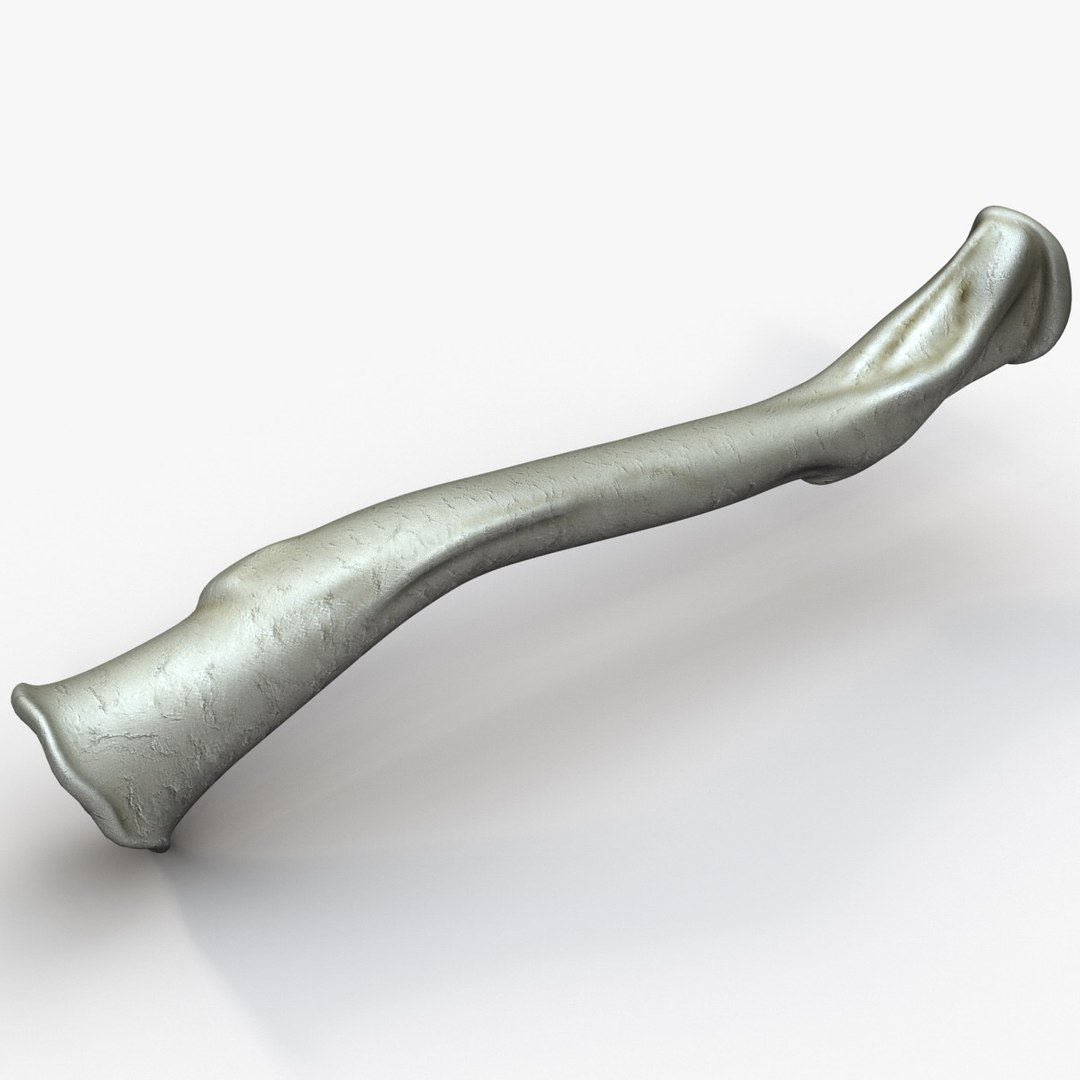 3d Clavicle Bone