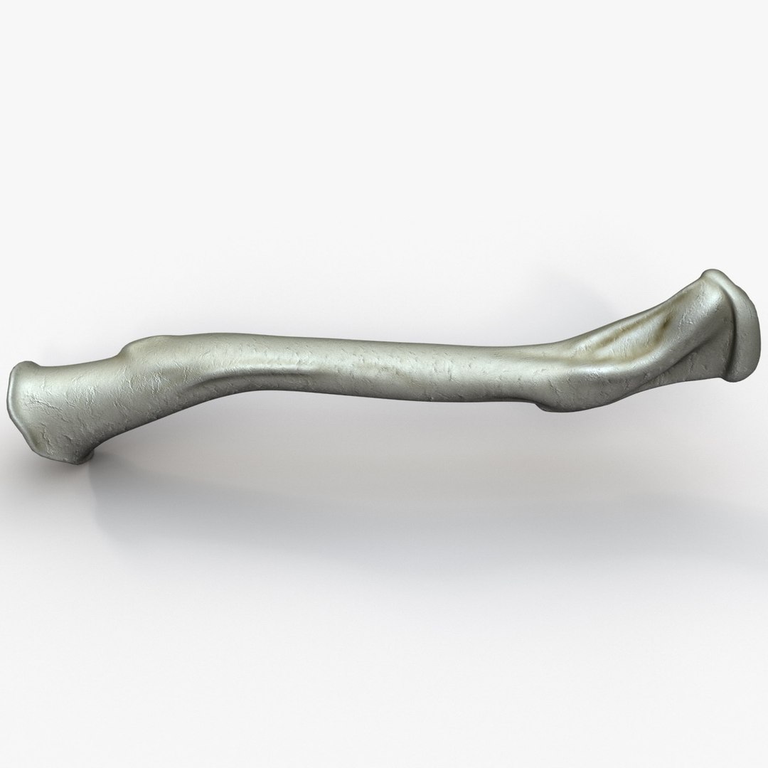 3d Clavicle Bone