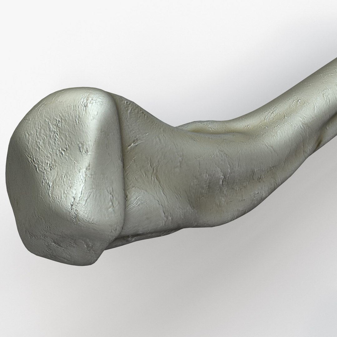 3d Clavicle Bone