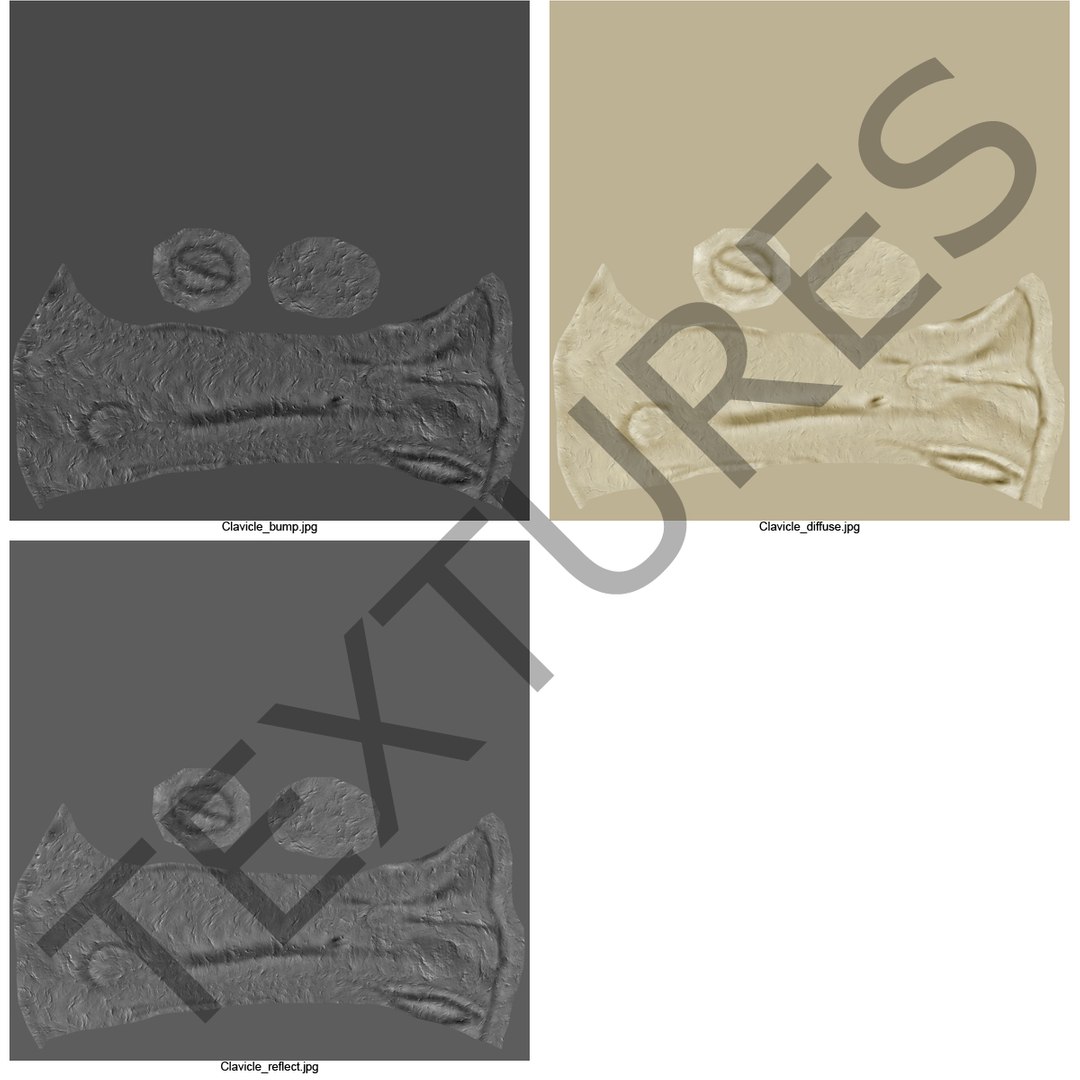 3d Clavicle Bone