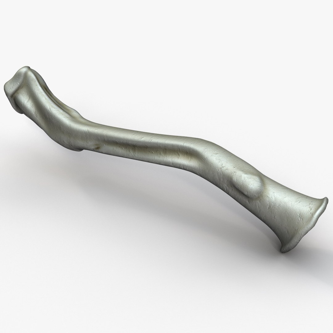 3d Clavicle Bone