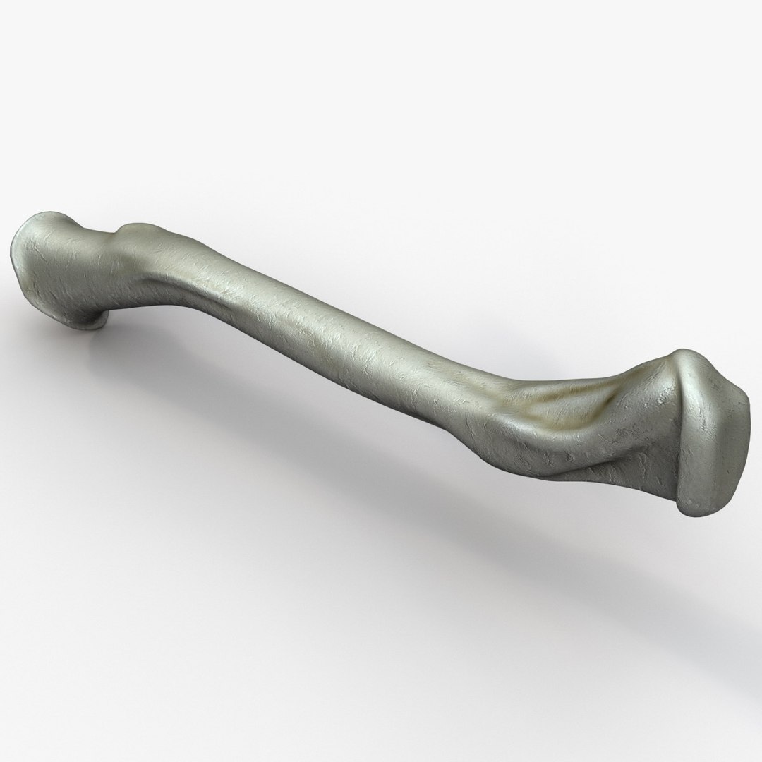 3d Clavicle Bone