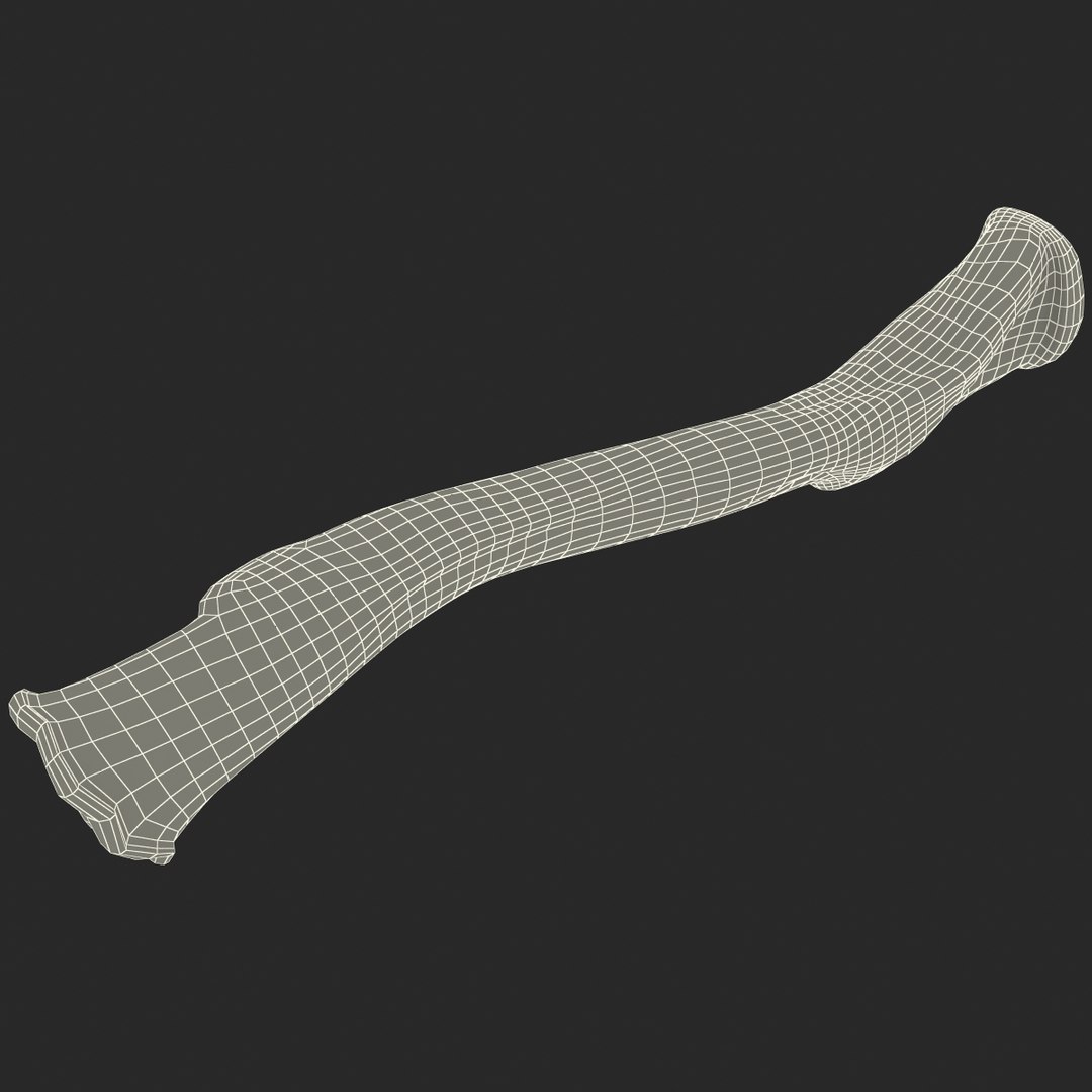 3d Clavicle Bone