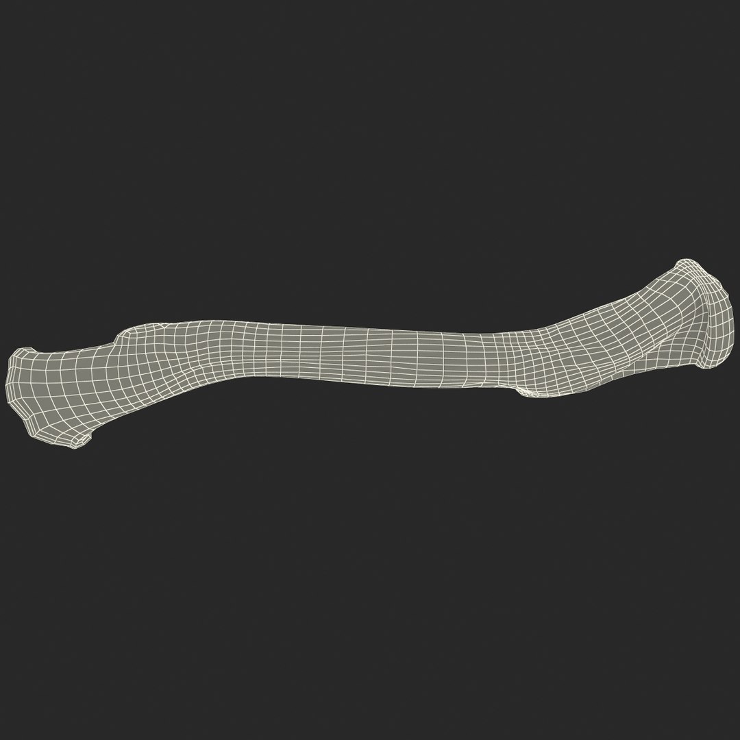 3d Clavicle Bone