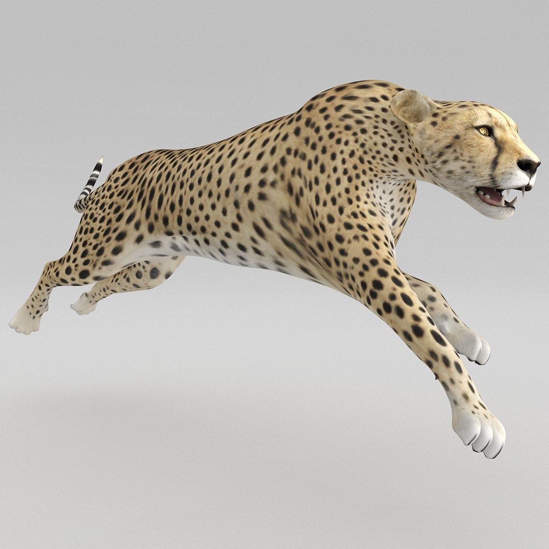 3d cheetah pose model