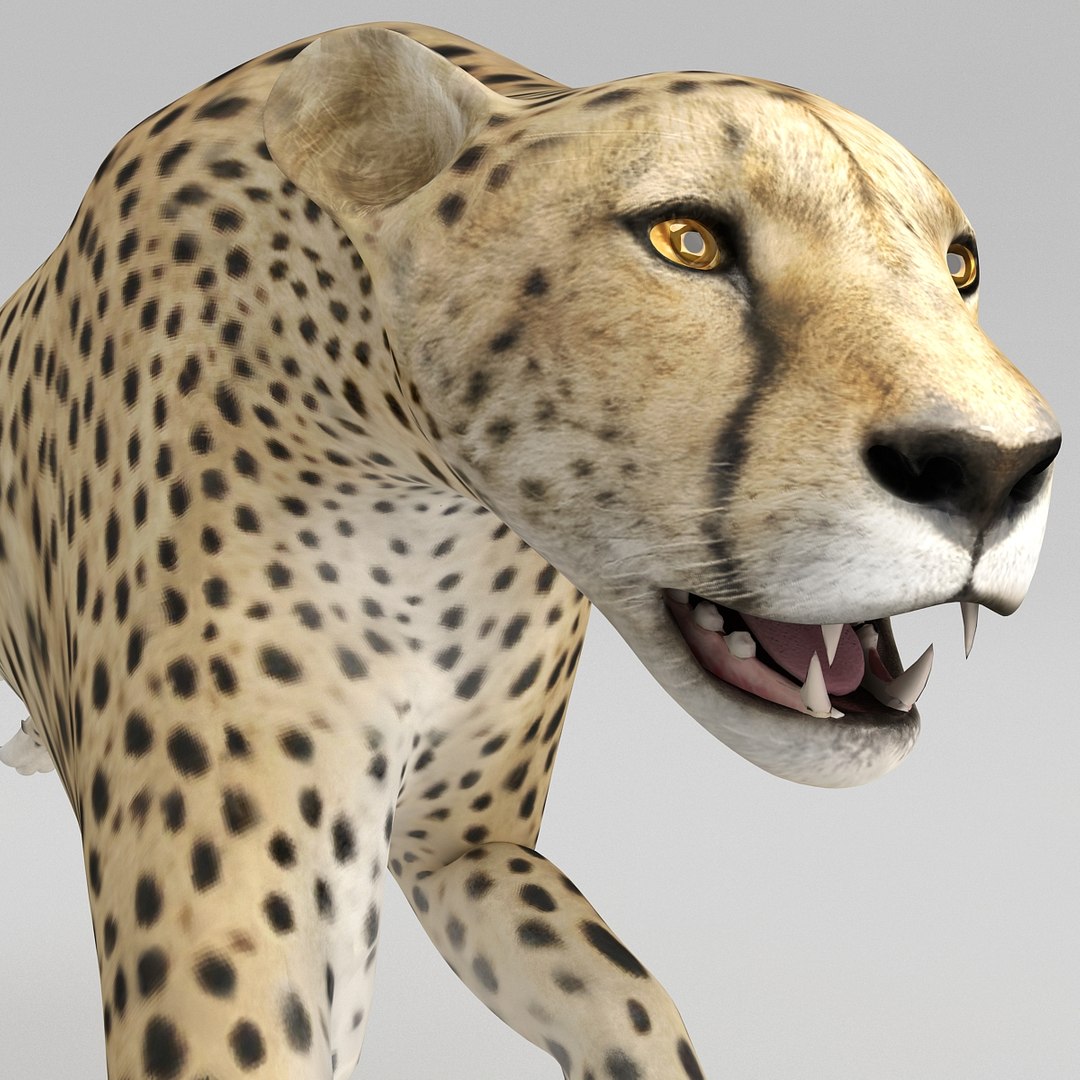 3d cheetah pose model