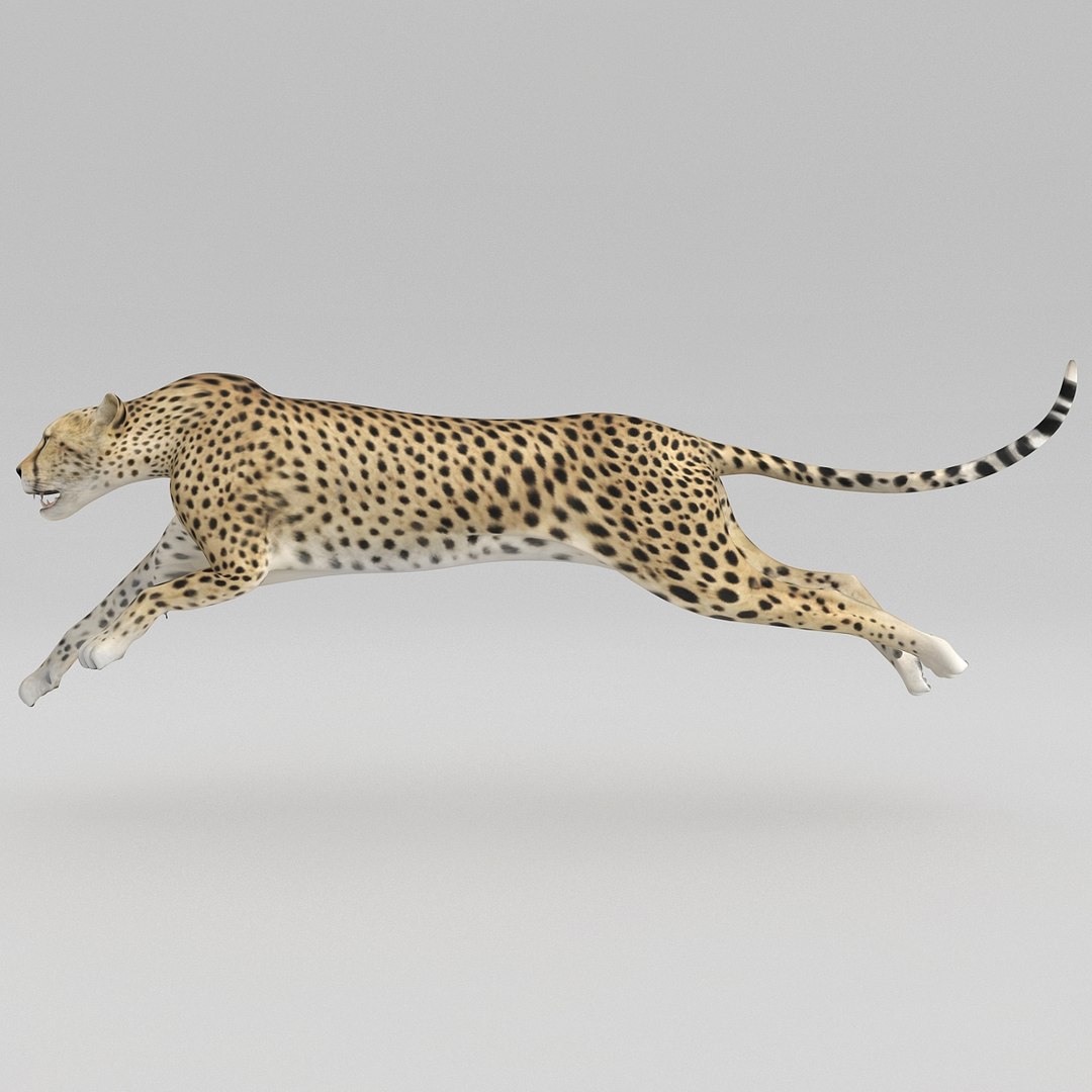 3d cheetah pose model