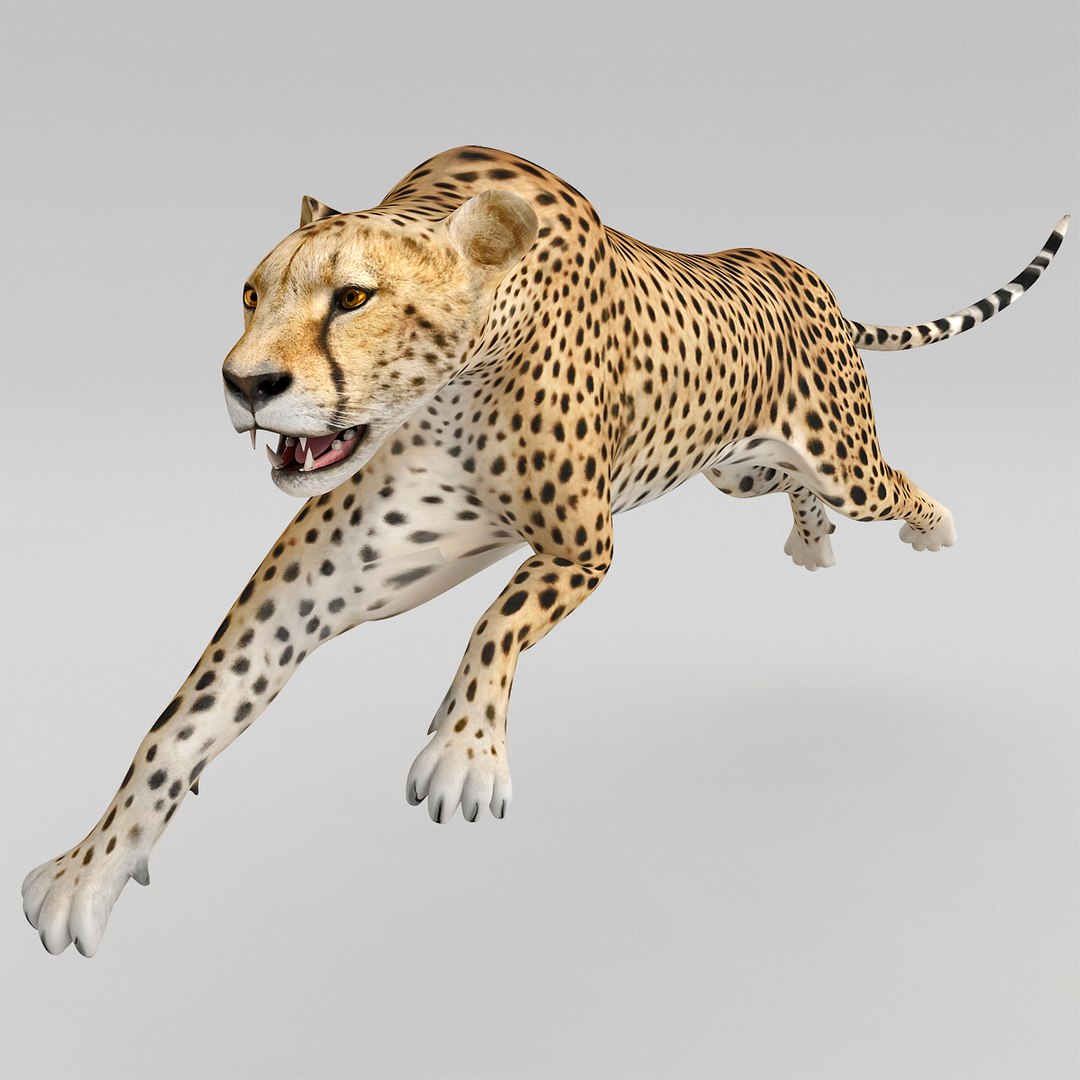 3d cheetah pose model