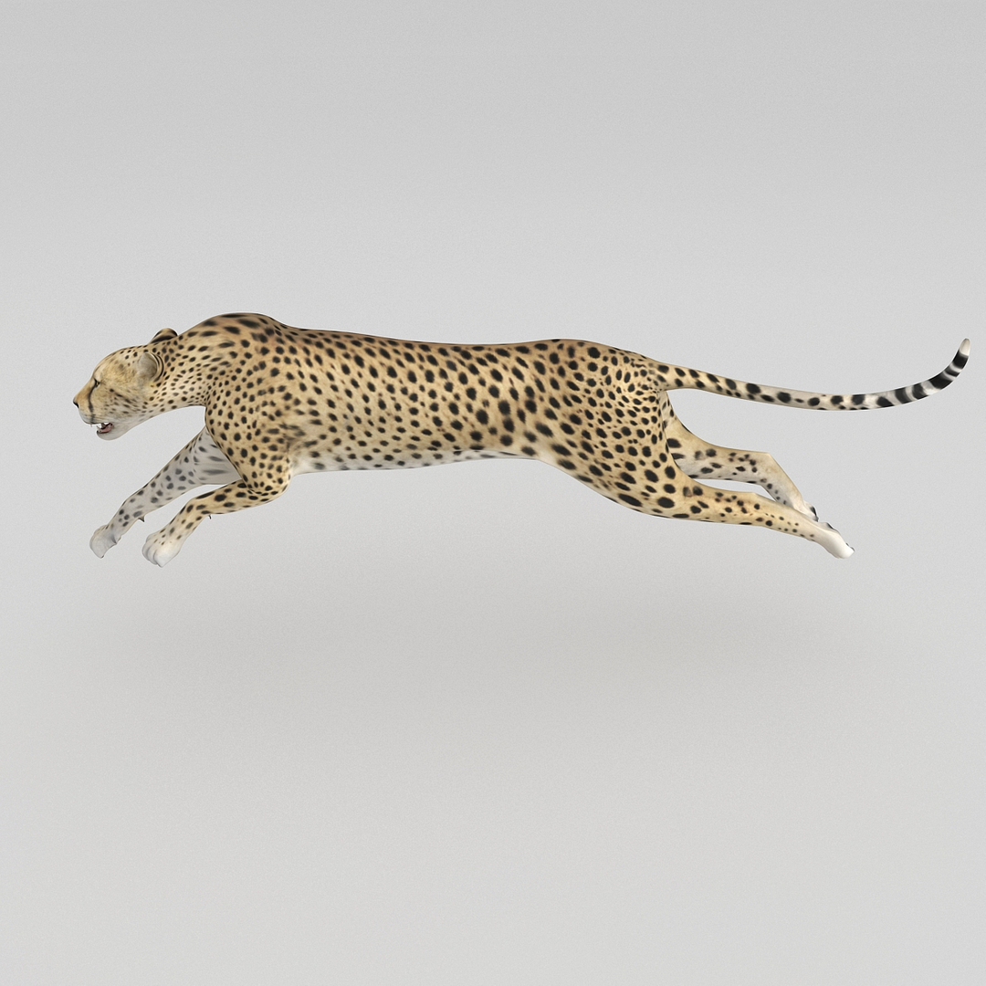 3d cheetah pose model