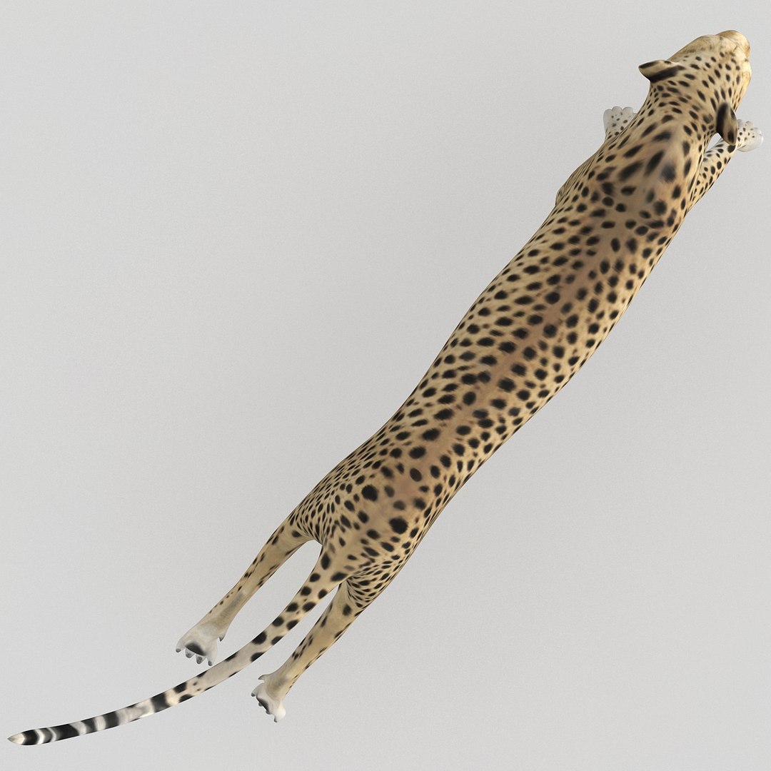 3d cheetah pose model