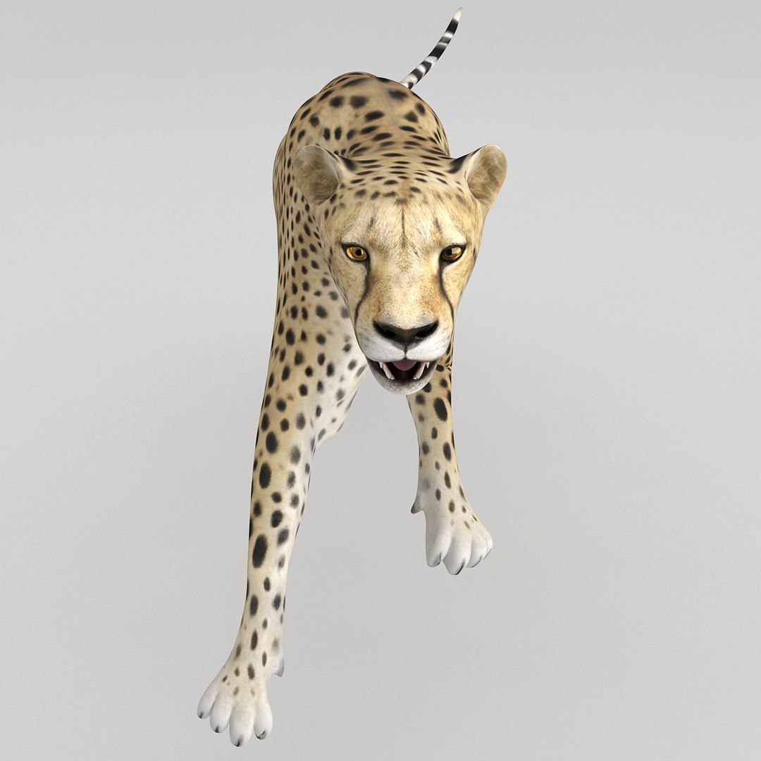 3d cheetah pose model