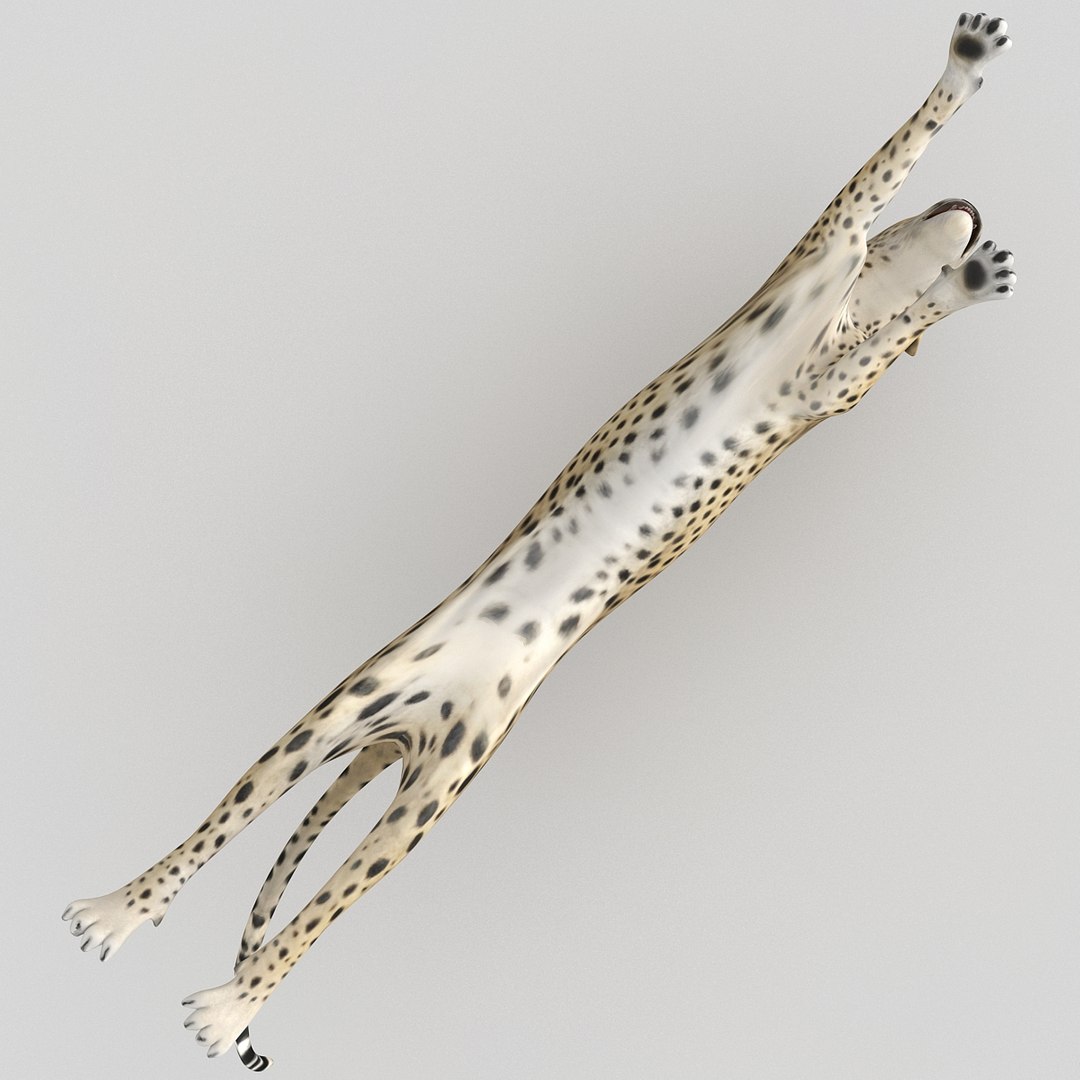 3d cheetah pose model