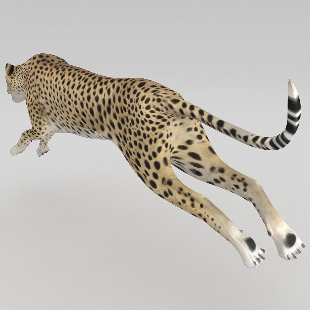 3d cheetah pose model