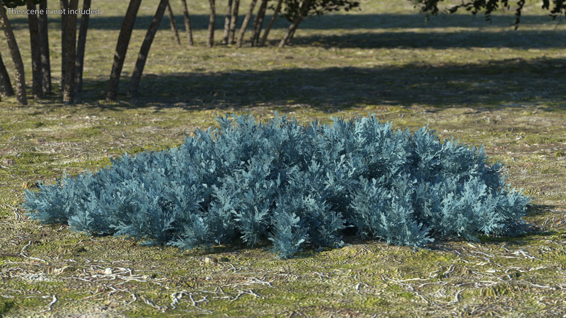 3D Juniperus Sabina Blue Model - TurboSquid 1910026