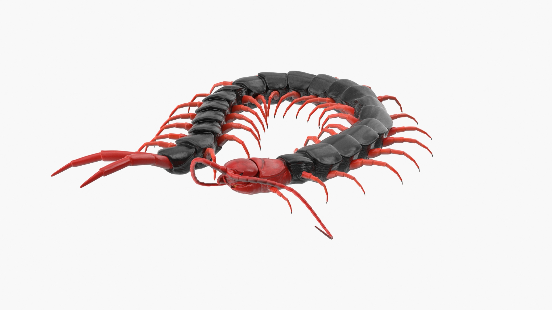 3D Chinese Red Headed Centipede - TurboSquid 1546066