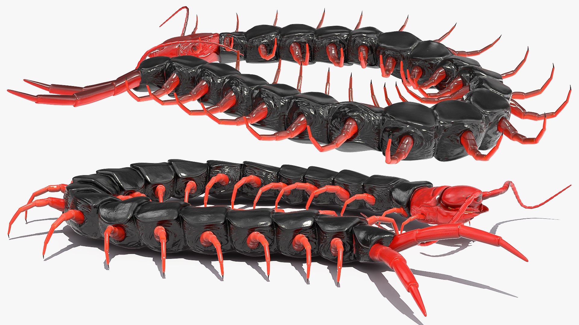 3D Chinese Red Headed Centipede - TurboSquid 1546066
