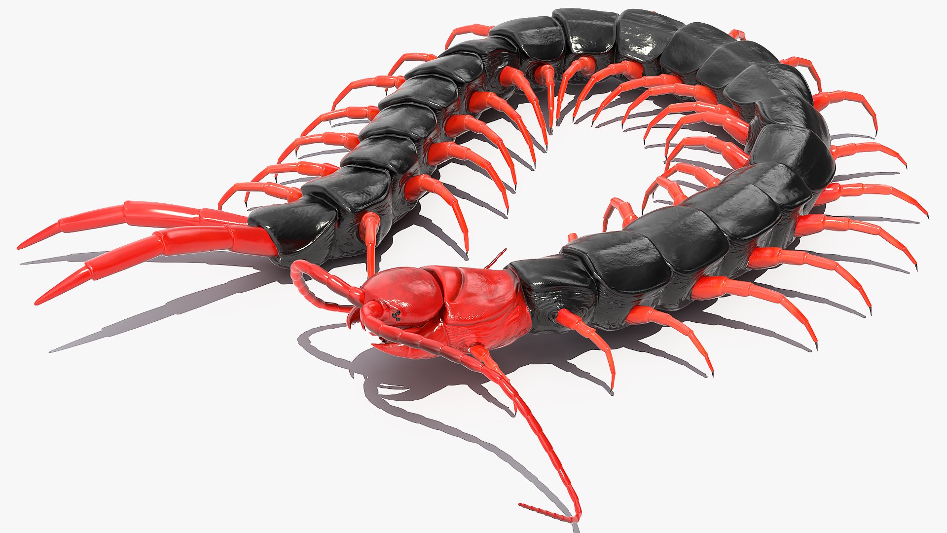 3D Chinese Red Headed Centipede - TurboSquid 1546066