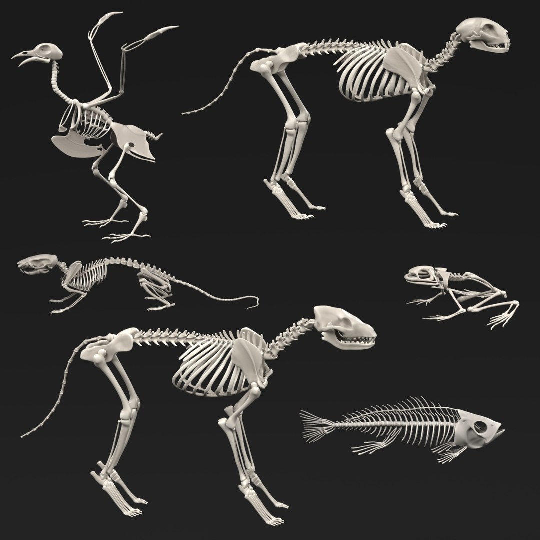 3d model animal skeletons