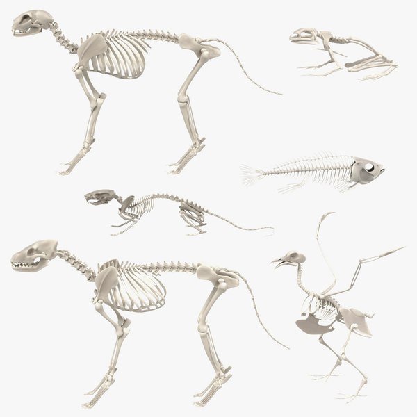 Collection Animal Skeleton 3D Models for Download | TurboSquid