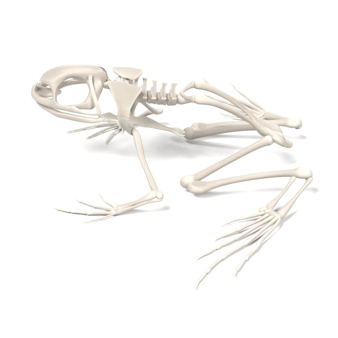 3d model animal skeletons