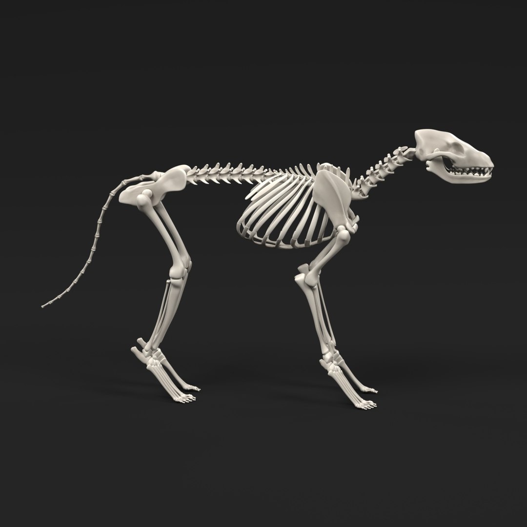 3d model animal skeletons