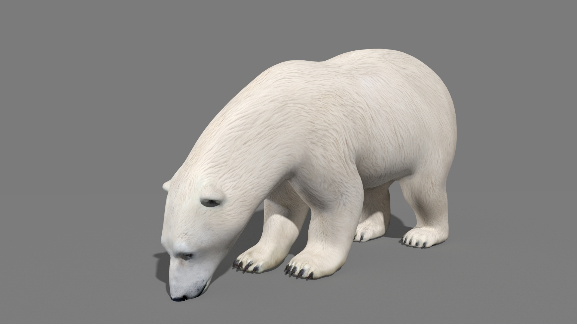 3D Polar Bear PRO - TurboSquid 2135537