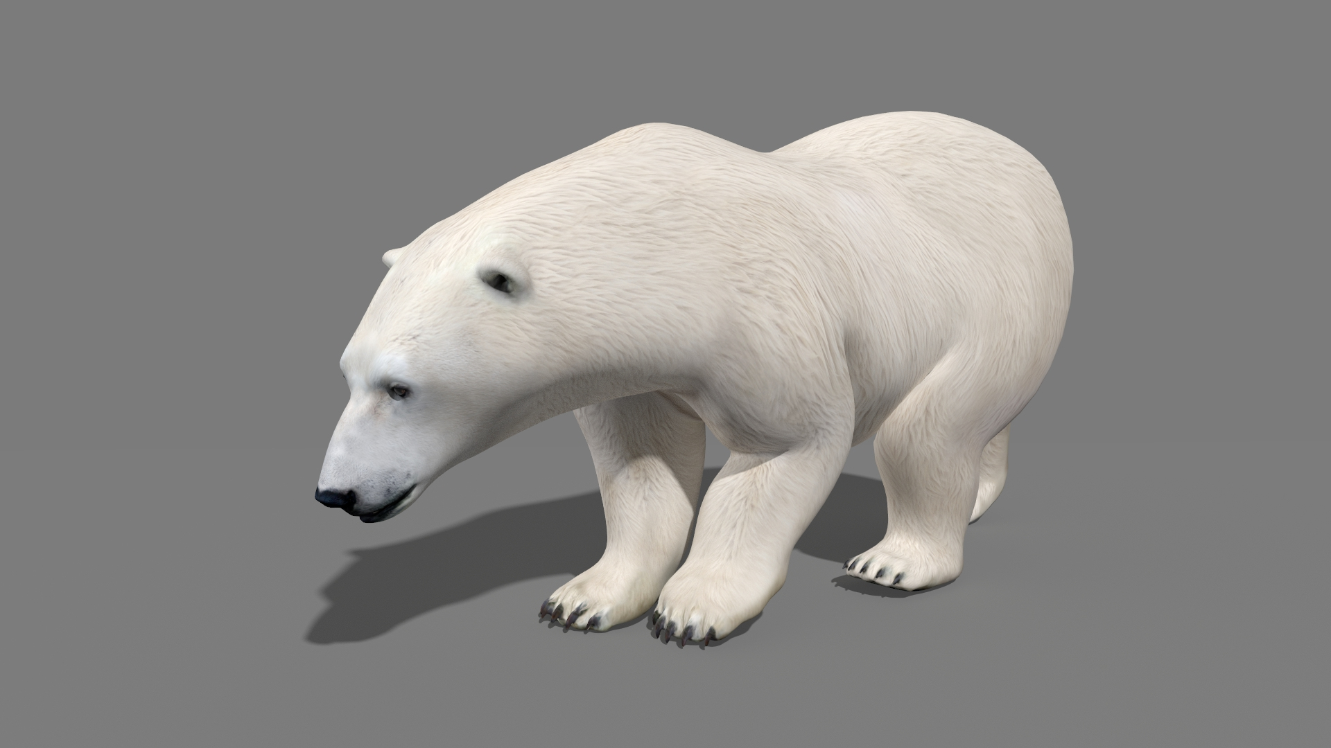 3D Polar Bear PRO - TurboSquid 2135537