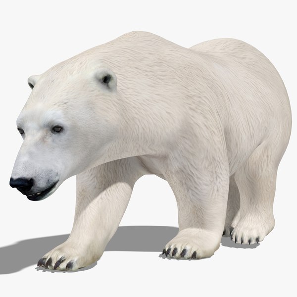 Rigged Polar Bear 3D Models with Enhanced License Tiers for Download ...