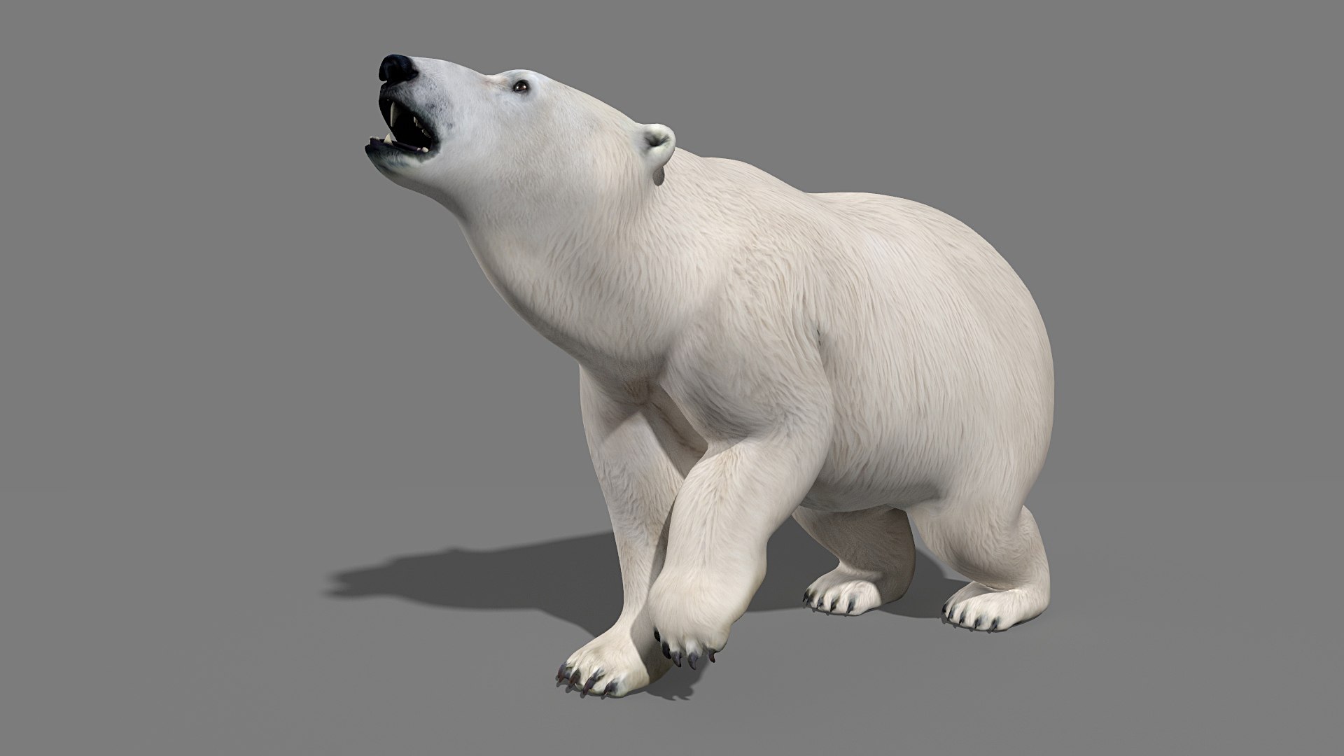 3D Polar Bear PRO - TurboSquid 2135537