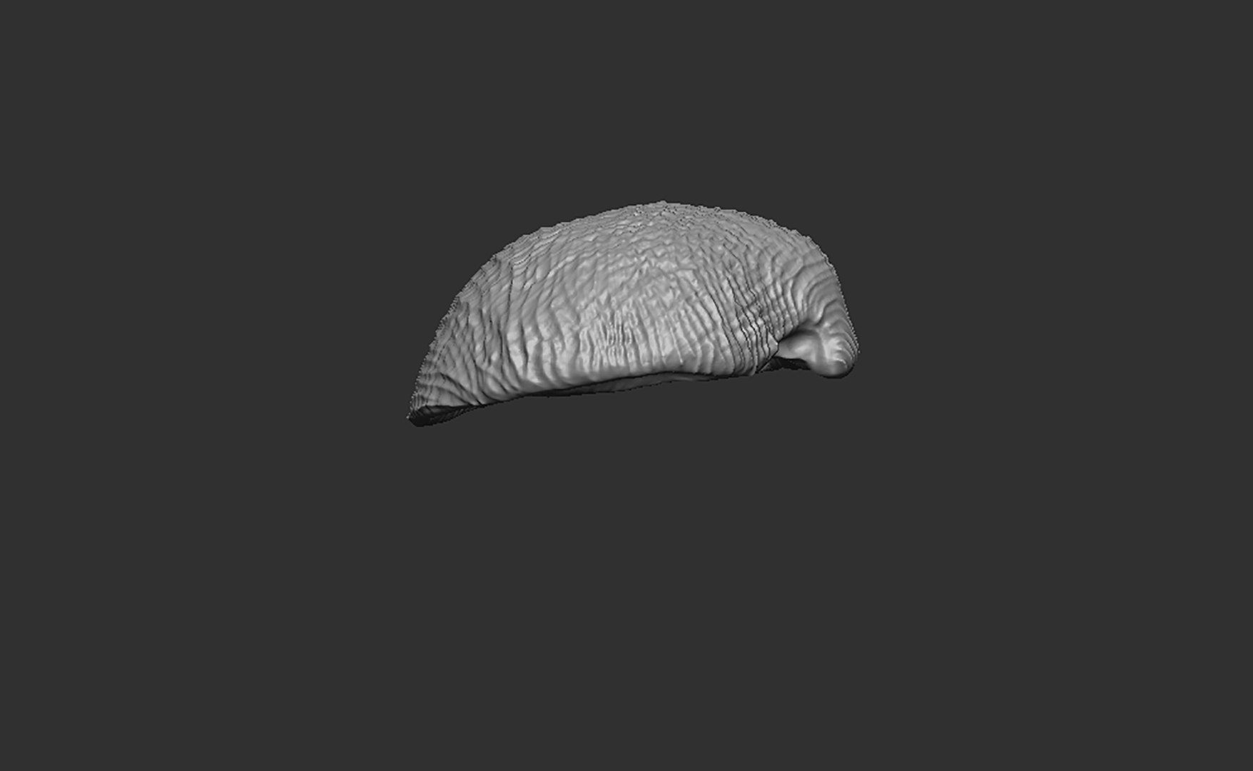3D Shell Model - TurboSquid 1860217