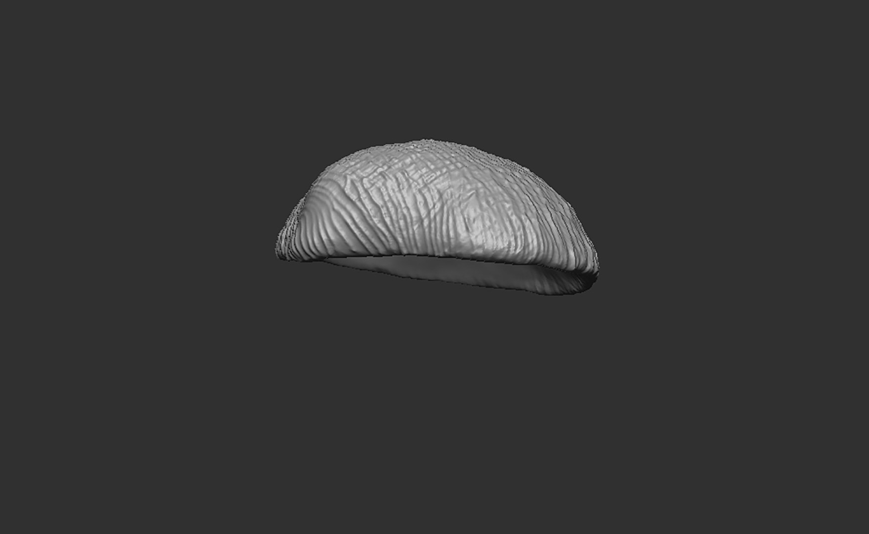 3D Shell Model - TurboSquid 1860217