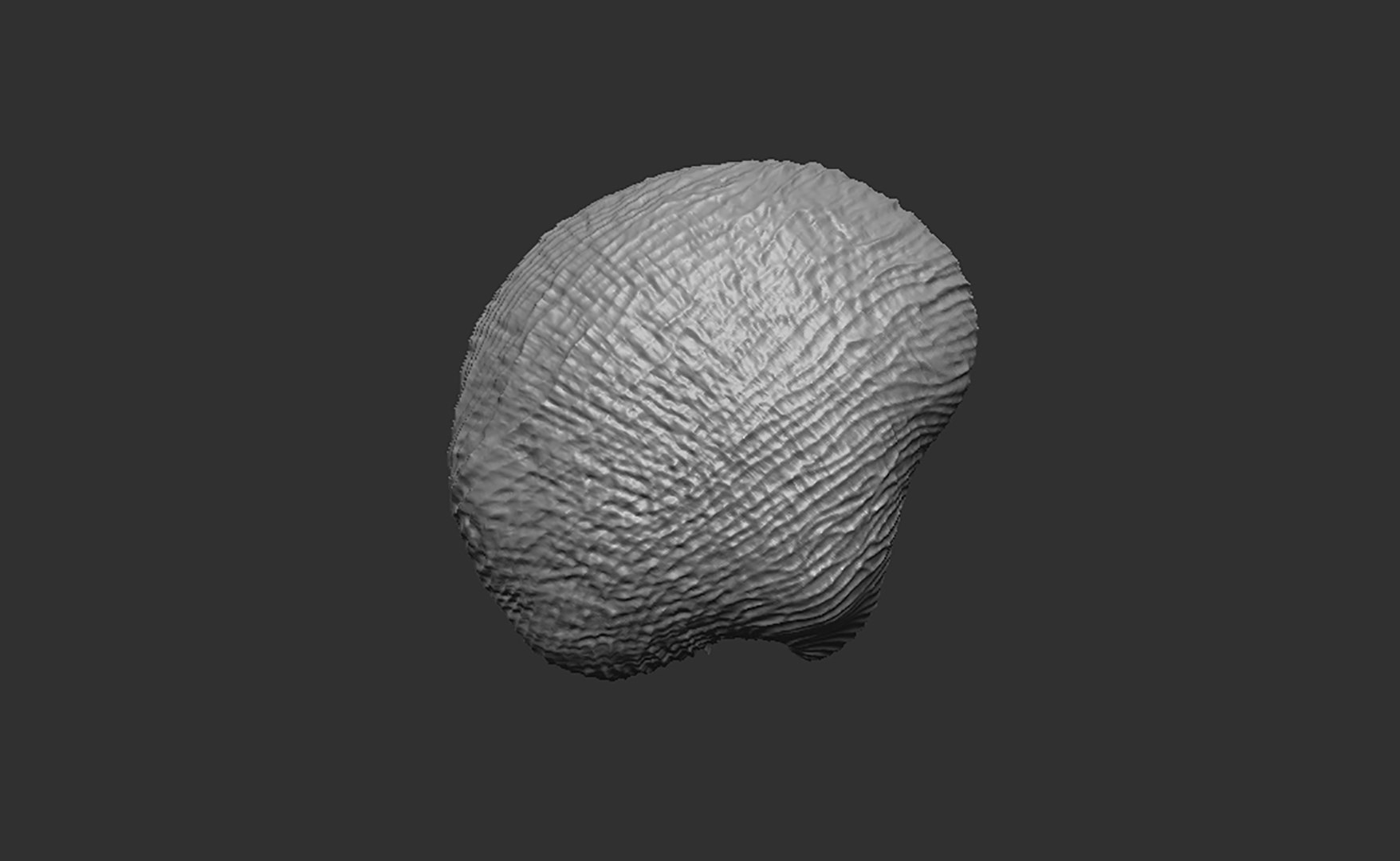 3D Shell Model - TurboSquid 1860217