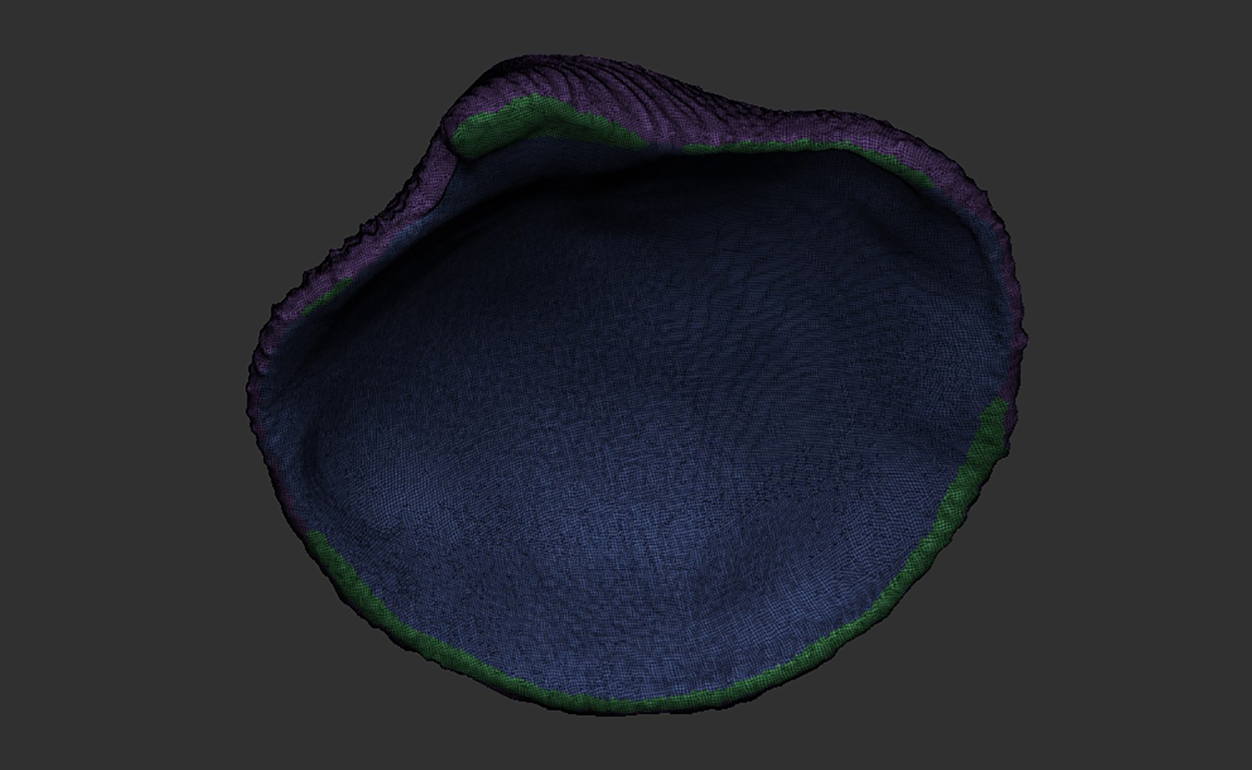 3D Shell Model - TurboSquid 1860217