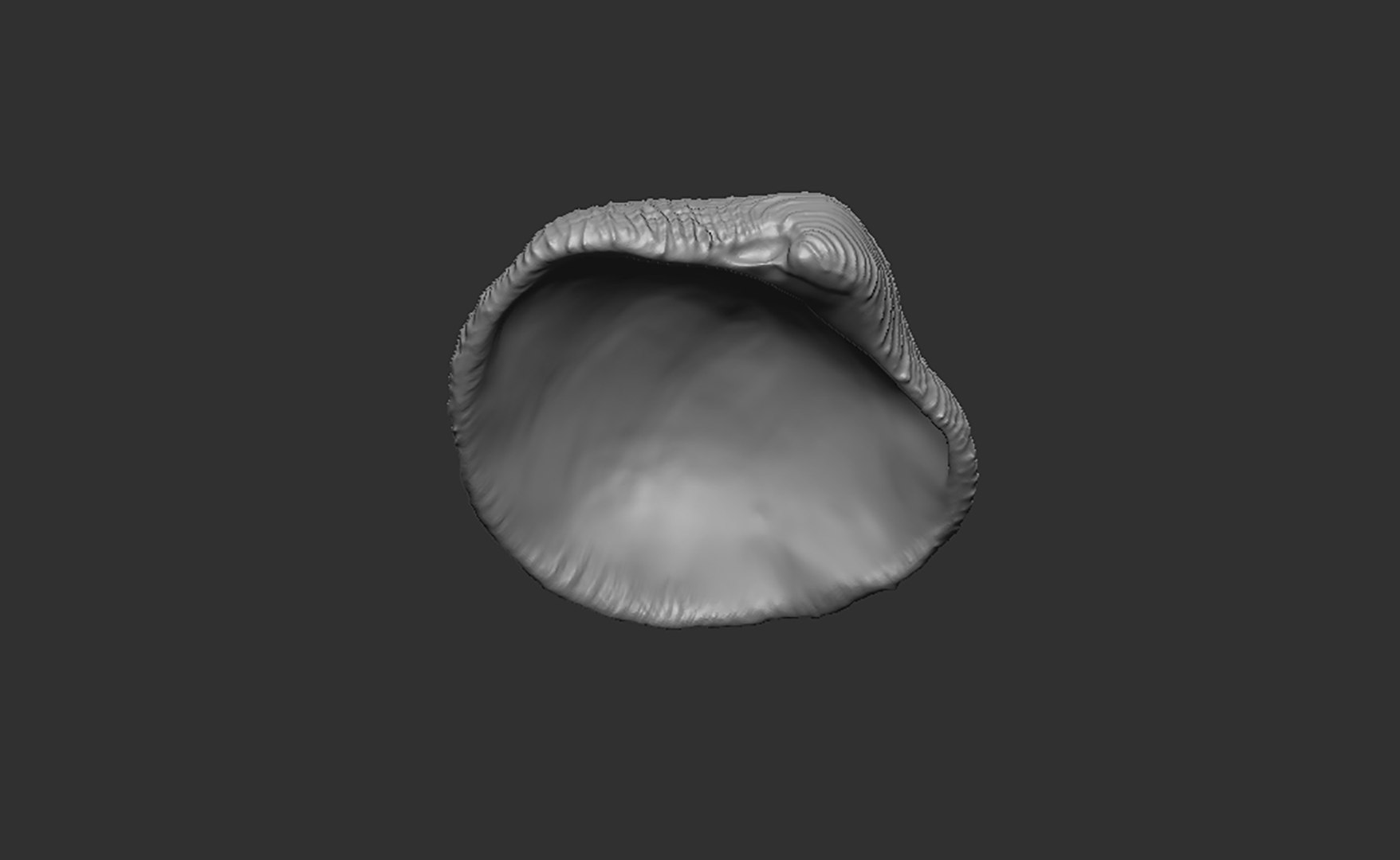 3D Shell Model - TurboSquid 1860217