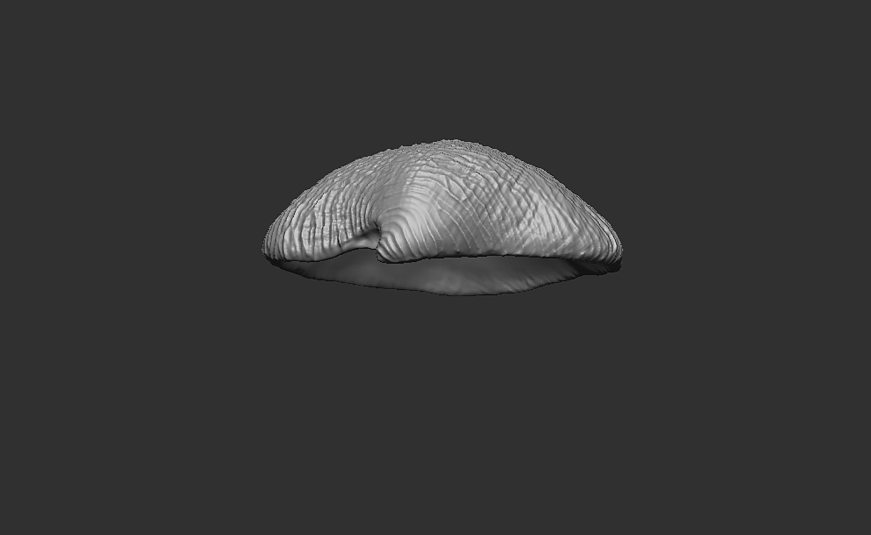 3D Shell Model - TurboSquid 1860217