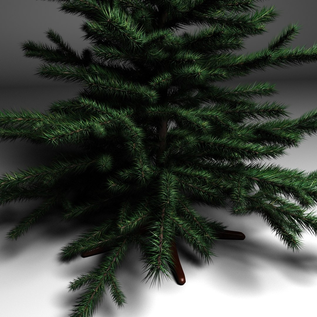 3d Model Spruce