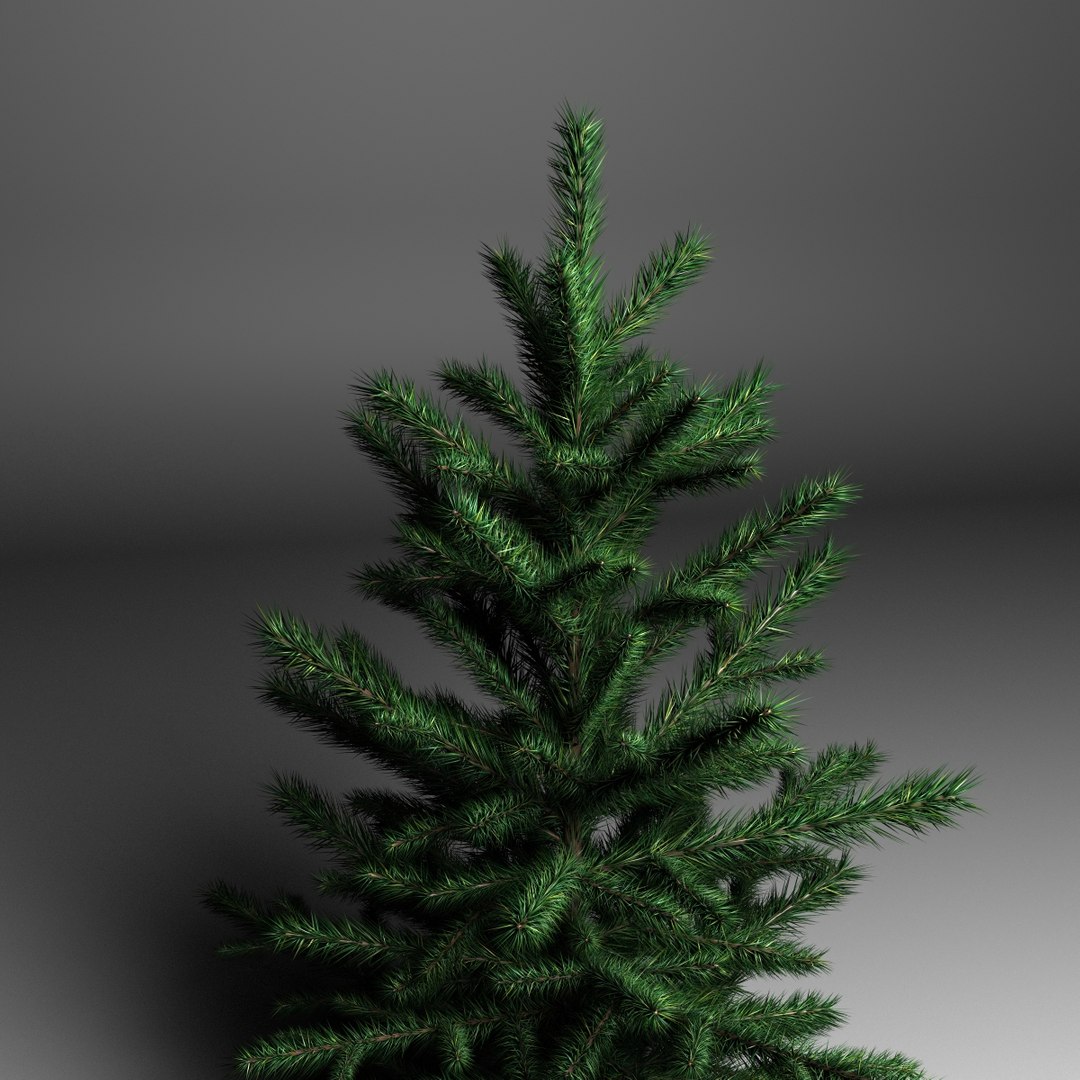 3d Model Spruce